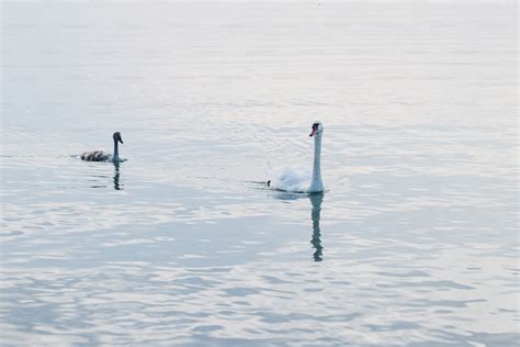호수 위에 떠 있는 두 마리의 백조 사진 Unsplash의 백조 이미지