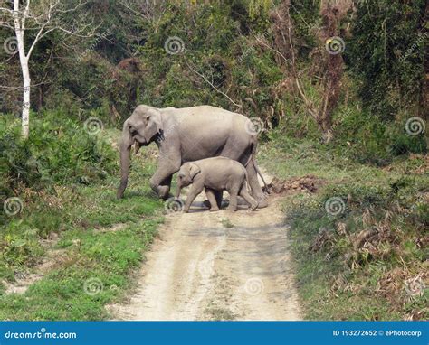 Asian Female Elephant With Calf Elephas Maximus Kaziranga National