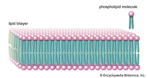 Lipid Bilayer Biology Britannica