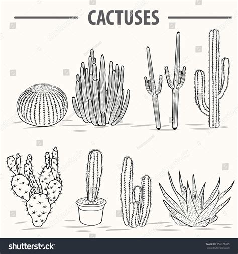 Cactus Vector Illustrations Hand Drawn Outline เวกเตอร์สต็อก ปลอดค่า
