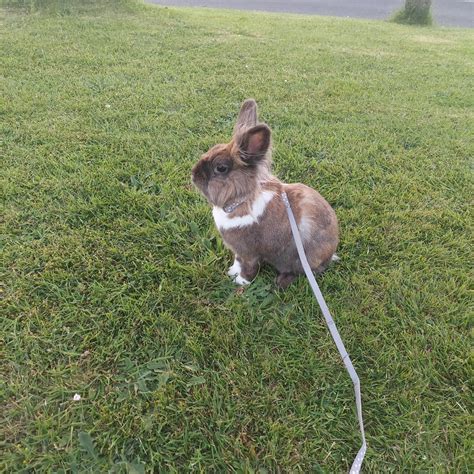 Digging Area Advice Rrabbits