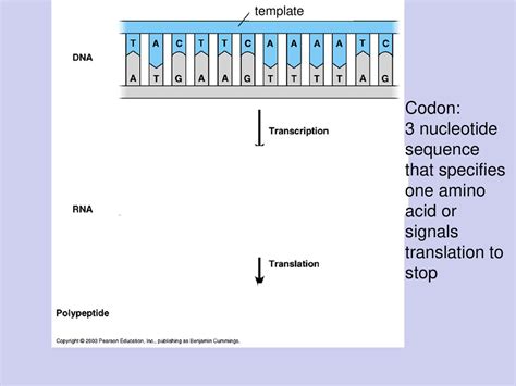 Nucleic Acids Large Polymers Made Of Linked Nucleotides 2 Types Ppt
