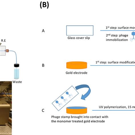 Scheme 1 A Schematic Diagram Showing The Capacitive Biosensor With Download Scientific