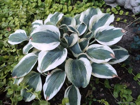 Bohyška Great Escape (Hosta), rostlina | Rostliny-cs.com