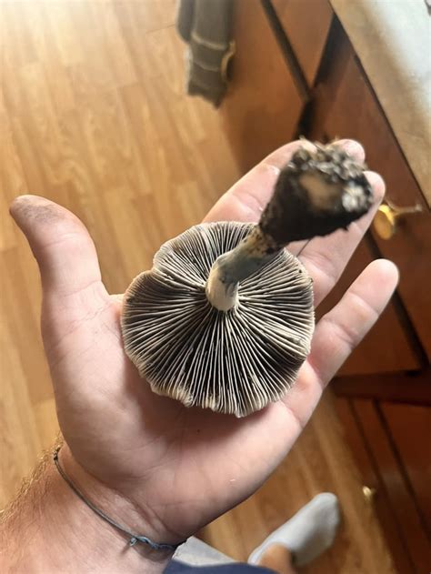 P Nats Outside Rmycologyandgenetics