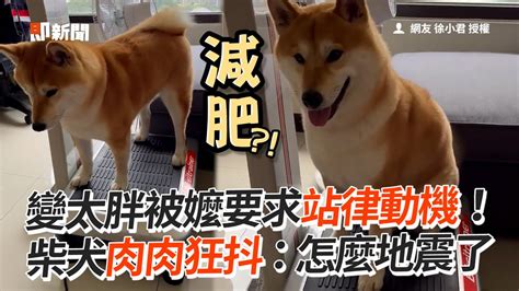 柴犬太胖被嬤要求減肥 站律動機肉肉狂抖｜狗｜寵物｜體重｜精選影片 Youtube