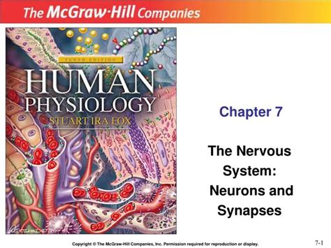 PPT Chapter 7 PowerPoint Presentation Free Download ID 6368472