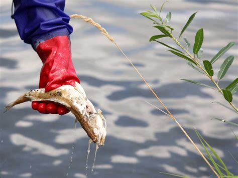 Retiran 300 Toneladas De Peces Muertos Por Contaminación De Río De Alemania