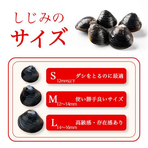 楽天市場しじみ 宍道湖産 大和シジミ Lサイズ 約1kg しじみ 殻付き 砂抜き済み 下処理不要 島根県産 国産 貝 ヤマトシジミ 冷凍