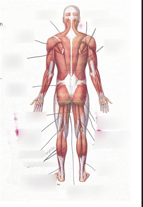 Muscles Diagram Quizlet