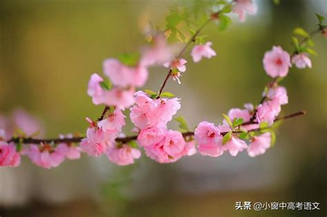 紅杏枝頭春意鬧帶你讀懂古詩詞裡的通感 每日頭條