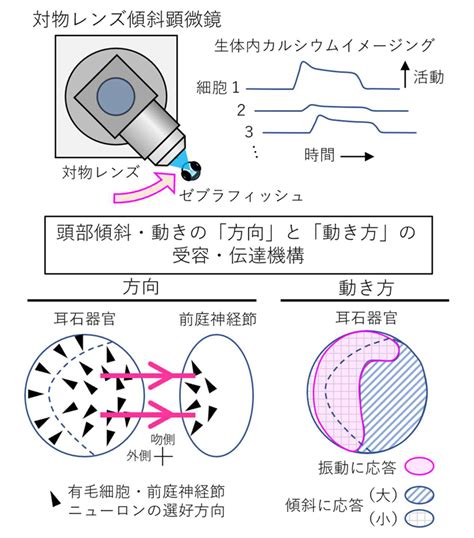 対物レンズ傾斜顕微鏡によって頭部の傾斜・運動中の神経活動の可視化に成功 ～頭部の傾きや動きの「方向」や「動き方」が異なる場所の内耳感覚細胞に