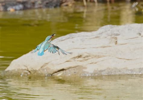 お魚ゲットなカワセミちゃん 大阪旭区 by 横山プディン ID8199397 写真共有サイト PHOTOHITO