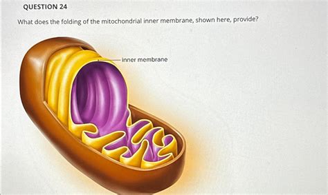 Solved Question What Does The Folding Of The Mitochondrial Chegg