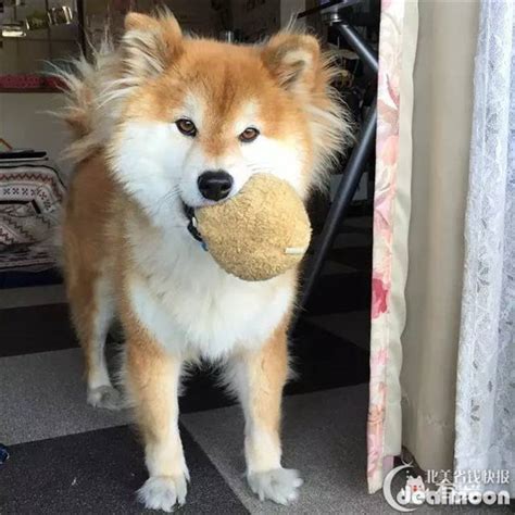 柴犬长大柴犬长大后的样子图片第11页大山谷图库