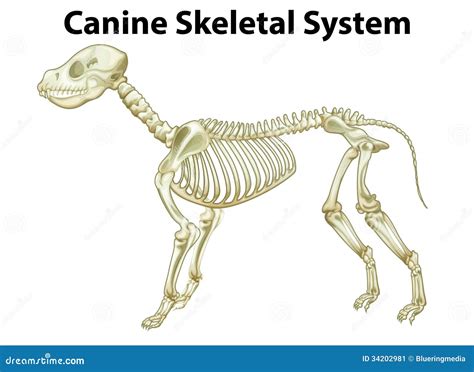 狗的骨骼系统 库存例证 插画 包括有 似犬 骶骨 轨道 图画 狐狼 土狼 更低 卡珀斯 尾部 34202981