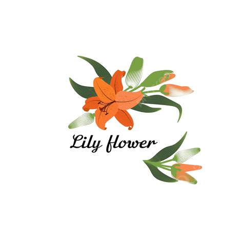 Lily Flower Lilly Decoration Leaf Vector Lilly Decoration Leaf Png And Vector With