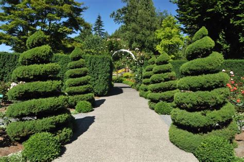 Spiral Juniper Sammys Plant World