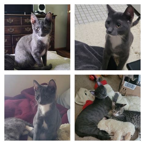 Lola Ks Kitten Rescue