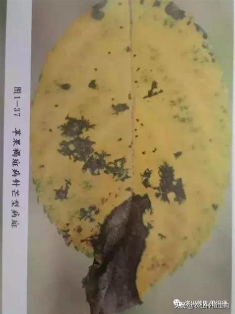 褐斑病圓斑病等幾種果樹早期落葉病的危害及防治 每日頭條
