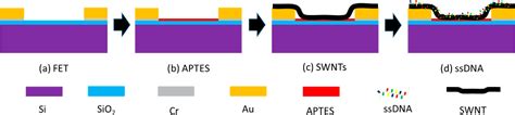 Figure 1 From Bioelectronic Nose Based On Single Stranded Dna And Single Walled Carbon Nanotube