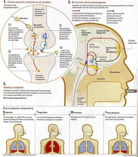 Estilo De Vida Efecto Del Cigarrillo En El Cuerpo Humano