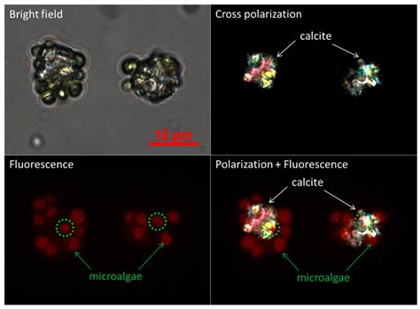 Encapsulation Of Multiple Microalgal Cells Via A Combination Of