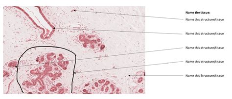 Name The Tissue Name This Structuretissue Name This