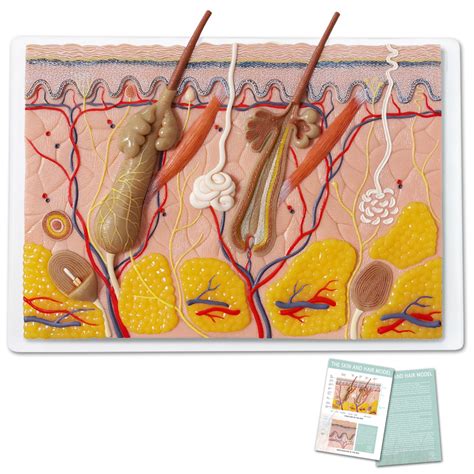 Evotech Scientific 70x Enlarged Skin Section Model Skin Layer Structur