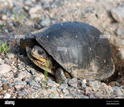 Musk Turtle Close Up Side View Digging A Hole In The Sand To Lay Eggs In Its Environment And