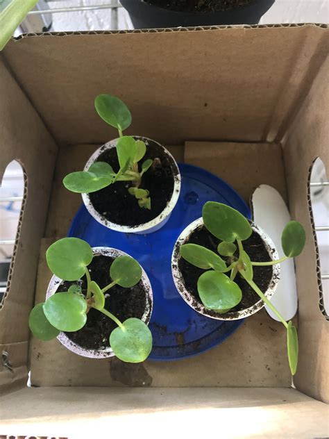 Pilea Propagation R Houseplants