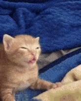 Kitten Cat Gif Kitten Cat Kitty Gif Leri Ke Fedin Ve Payla N