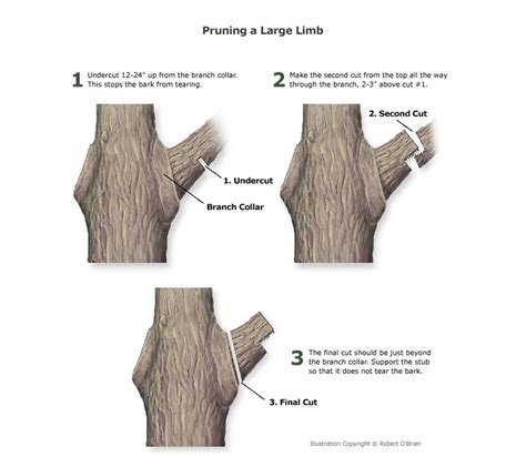 Texas Tree Selector