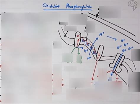 Oxidative Phosphorylation Diagram Quizlet