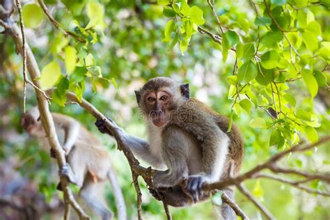 La Selva Del Mono Se Atrapa En Una Jaula Imagen De Archivo Imagen De