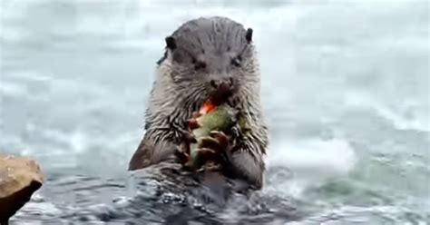 Video O Vidră Surprinsă în Timp Ce Mânca Cu Poftă Un Biban S A