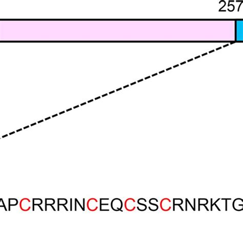Diagrammatic Presentation Of The Human Cxxc5 Protein The Sequence Of Download Scientific