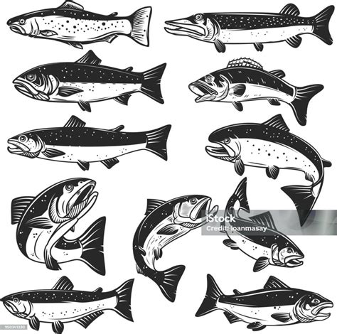 一大套魚插圖派克 鮭魚 鱒魚 鱸魚設計項目的捕魚標籤 標誌 標誌向量圖形及更多鳟魚圖片 鳟魚 圖畫 藝術品 獎勵 Istock