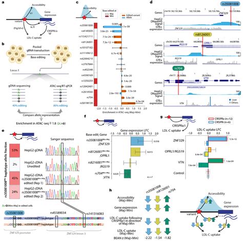Functional Characterization Of Ldl C Gwas Variants A Schematic Of