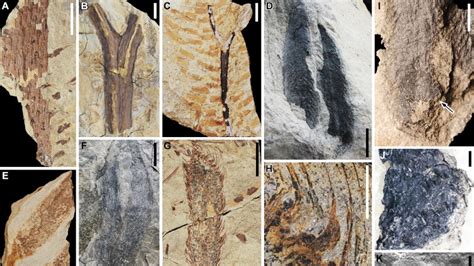 Chinese Scientists Discover Oldest Fossil Forest In Asia Cgtn