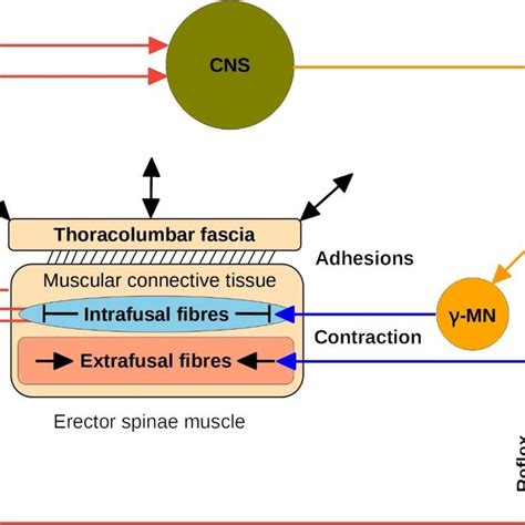 Pathological Fascial Triggered Alteration Of Muscle Spindle Function