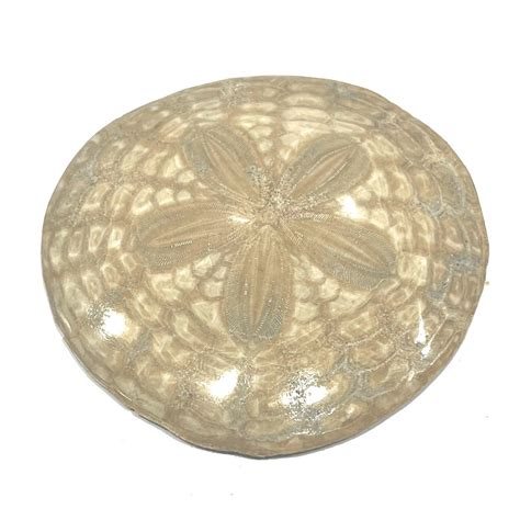 Fossil Sea Urchin Scutella Stellata Organikagems