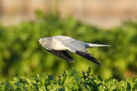 ハイイロチュウヒが優雅に飛行中です matsuyoの鳥さん日記