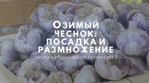 Озимый Чеснок: посадка и размножение .Советы начинающему огороднику ...