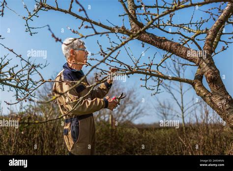 Man Pruning Tree Stock Photo Alamy