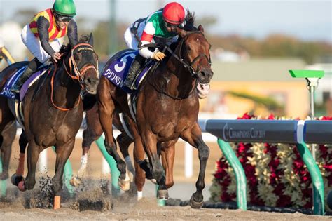 【チャンピオンズc】枠順と見どころ クリソベリル8枠15番 競馬ニュースなら競馬のおはなし