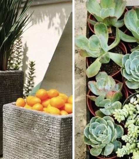 Berita Cara Mudah Merawat Tanaman Dalam Rumah Terbaru Hari Ini