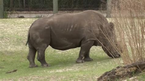 Florida Zookeeper Seriously Injured After Rhino Collision