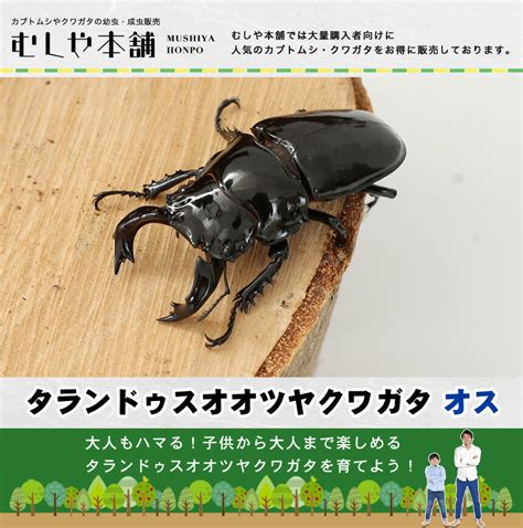 【楽天市場】むしや本舗 タランドゥス オオツヤクワガタ オス単品 特大サイズ クワガタ タランドゥス 昆虫 成虫 ツヤクワガタ クワガタ成虫