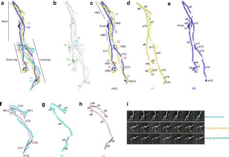 Structure Of The Tail Of Augmin A Overall Architecture Of The Tail Of Download Scientific